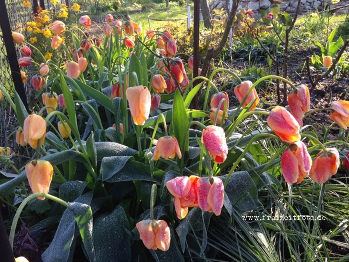 Frost im April › Freizeitfoto