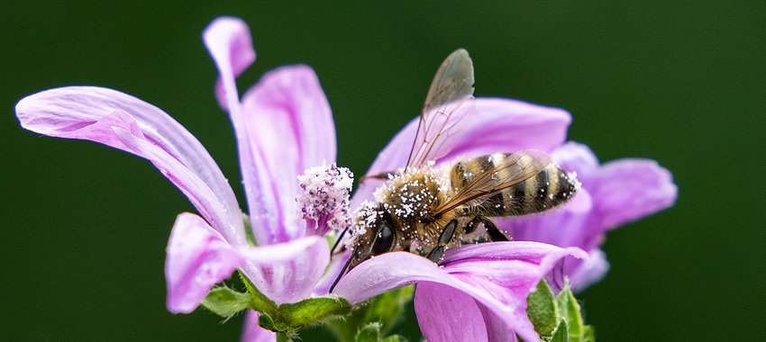 Biene im Garten › Freizeitfoto